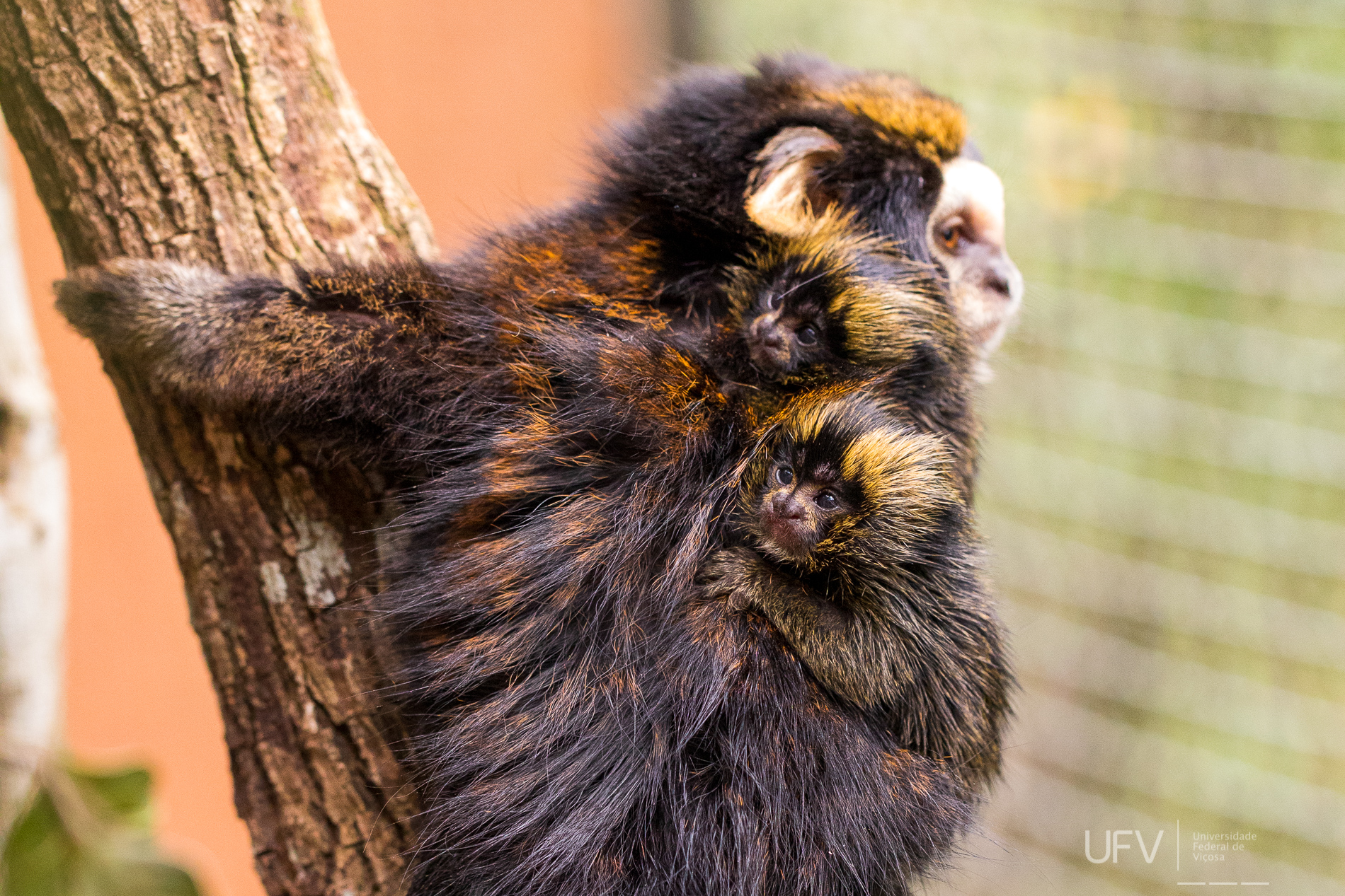 Filhotes de sagui em risco de extinção nascem em centro de conservação ...