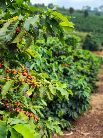 Café mineiro impulsiona produção nacional e projeta maior safra da ...